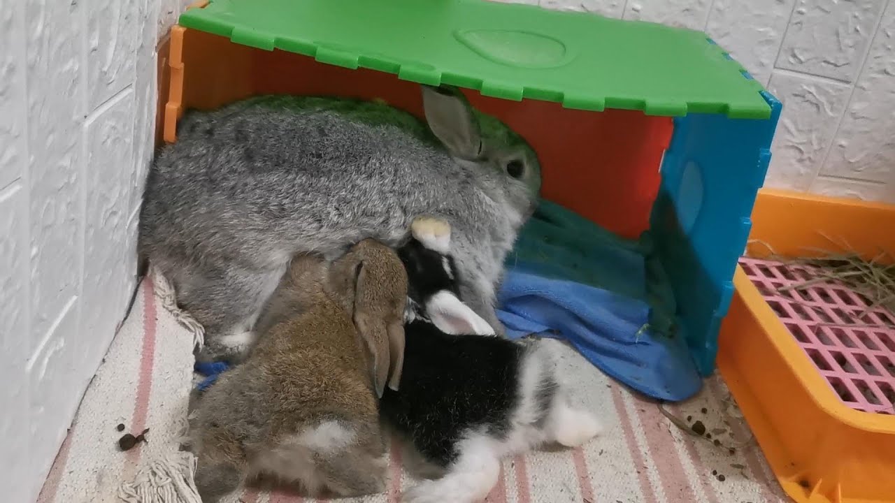 Cute Baby Rabbits Breastfeeding | Baby Rabbits Drinking Milk - YouTube