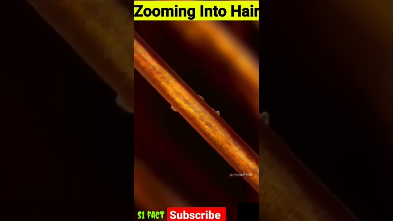 Zooming Into Hair | Microscope World | #shorts #youtubeshorts #trending ...