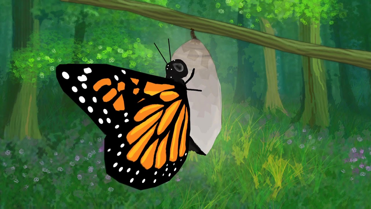 Butterfly Emerging From Cocoon Animation
