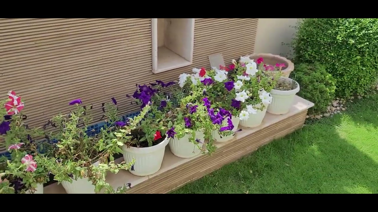Petunia flower/potonia flower, how to grow big potonia,how to collect ...