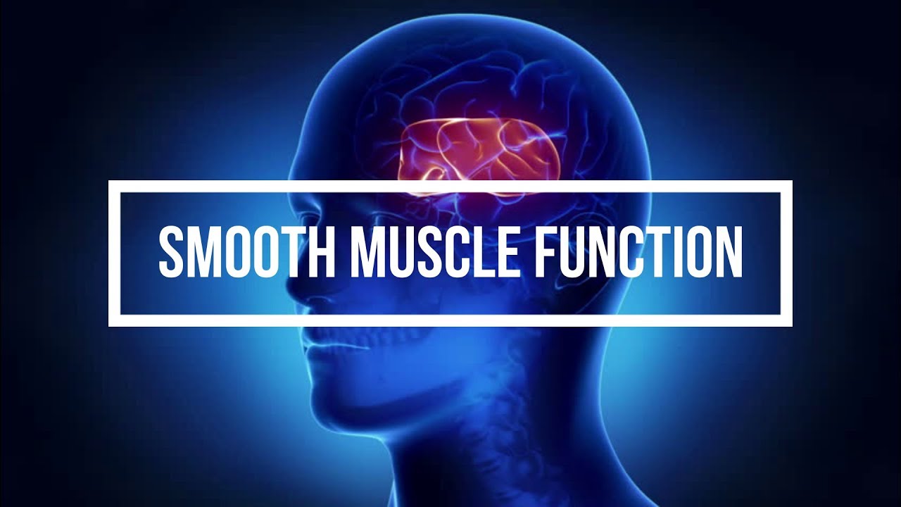 Smooth Muscle Function - YouTube