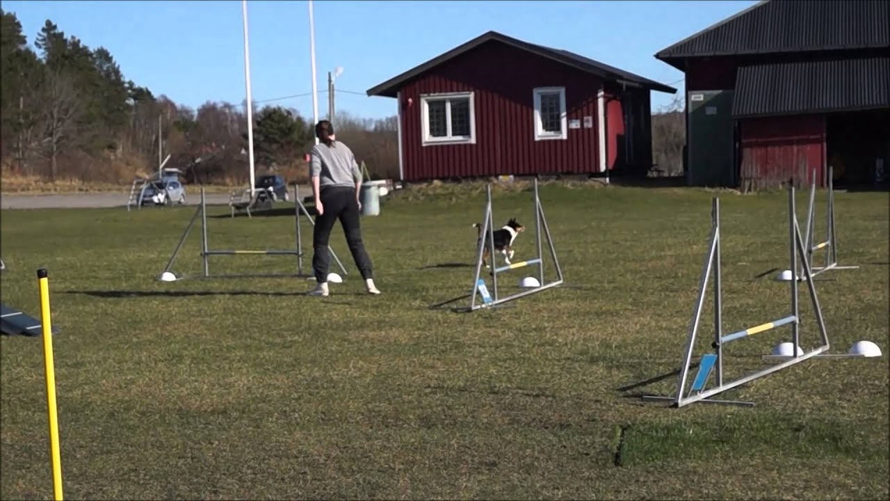 Dog agility fail compliation - YouTube