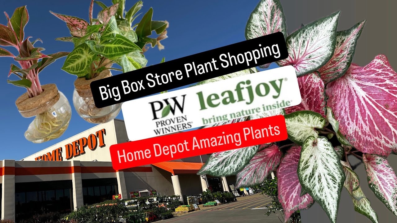 Proven Winners Leafjoy Houseplants Big Box Store Plant Shopping at Home Depot Haul - YouTube