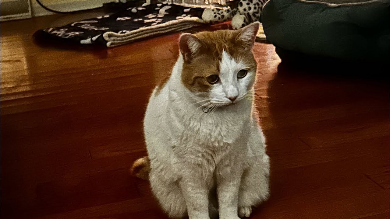 silly goober song - YouTube