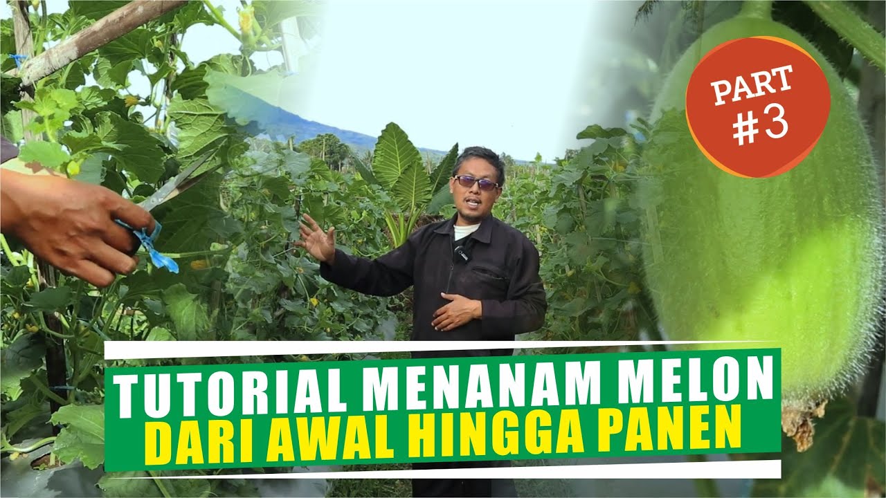 Tutorial menanam melon dari awal hingga panen : pemangkasan tanaman melon dan pemilihan buah ...