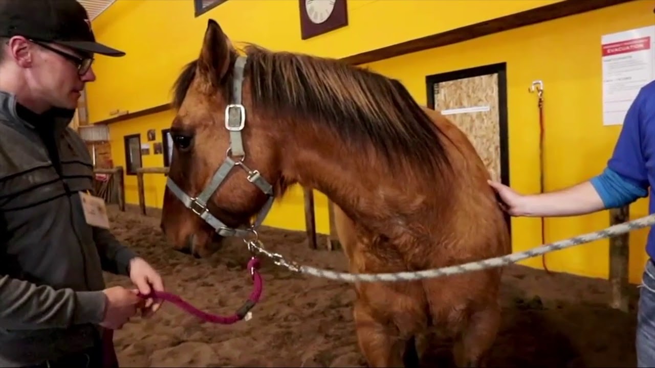 JR - Equine Connection - YouTube