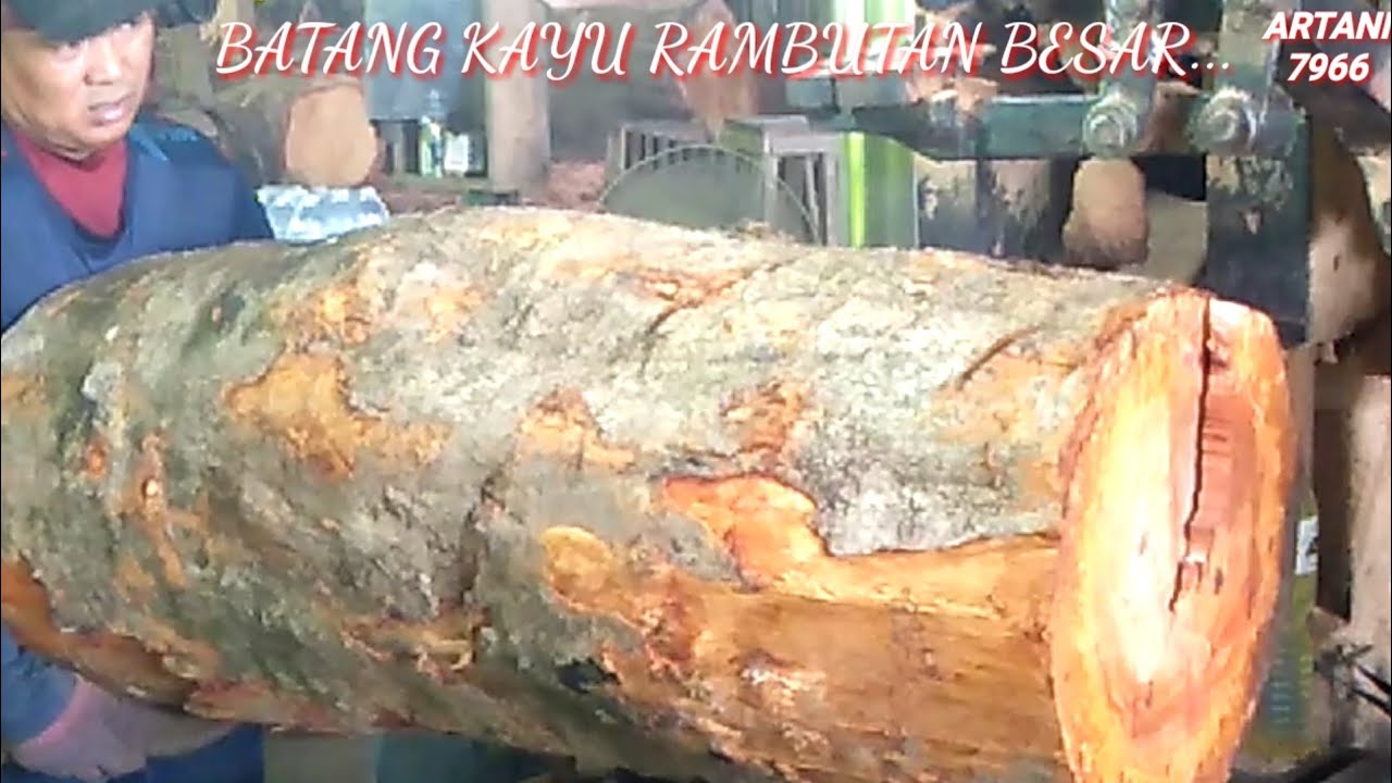 PROSES PEMOTONGAN KAYU RAMBUTAN BESAR & KERAS - YouTube