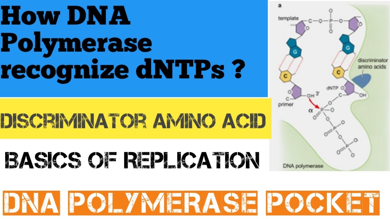 How DNA Polymerase discriminate dNTPs || Discriminator Amino Acid ...