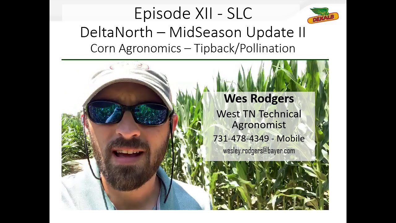 Episode XII Corn Tip Back and Pollination - 2020 - YouTube
