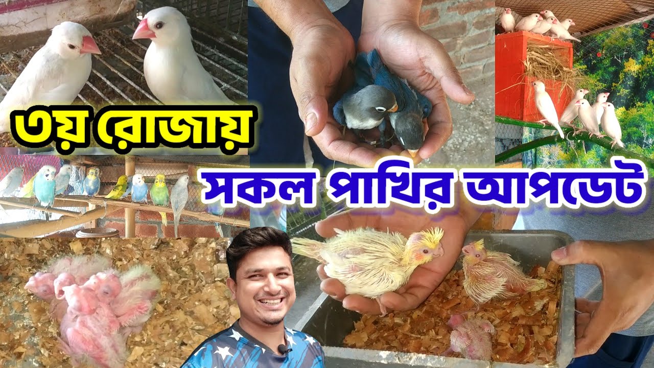 তৃতীয় রোজায় সকল পাখির আপডেট || pakhir khamar bangladesh || Birds of ...