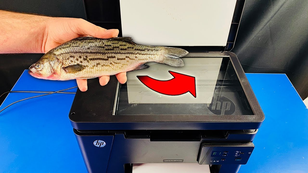 What Happens If You Photocopy A Fish - YouTube