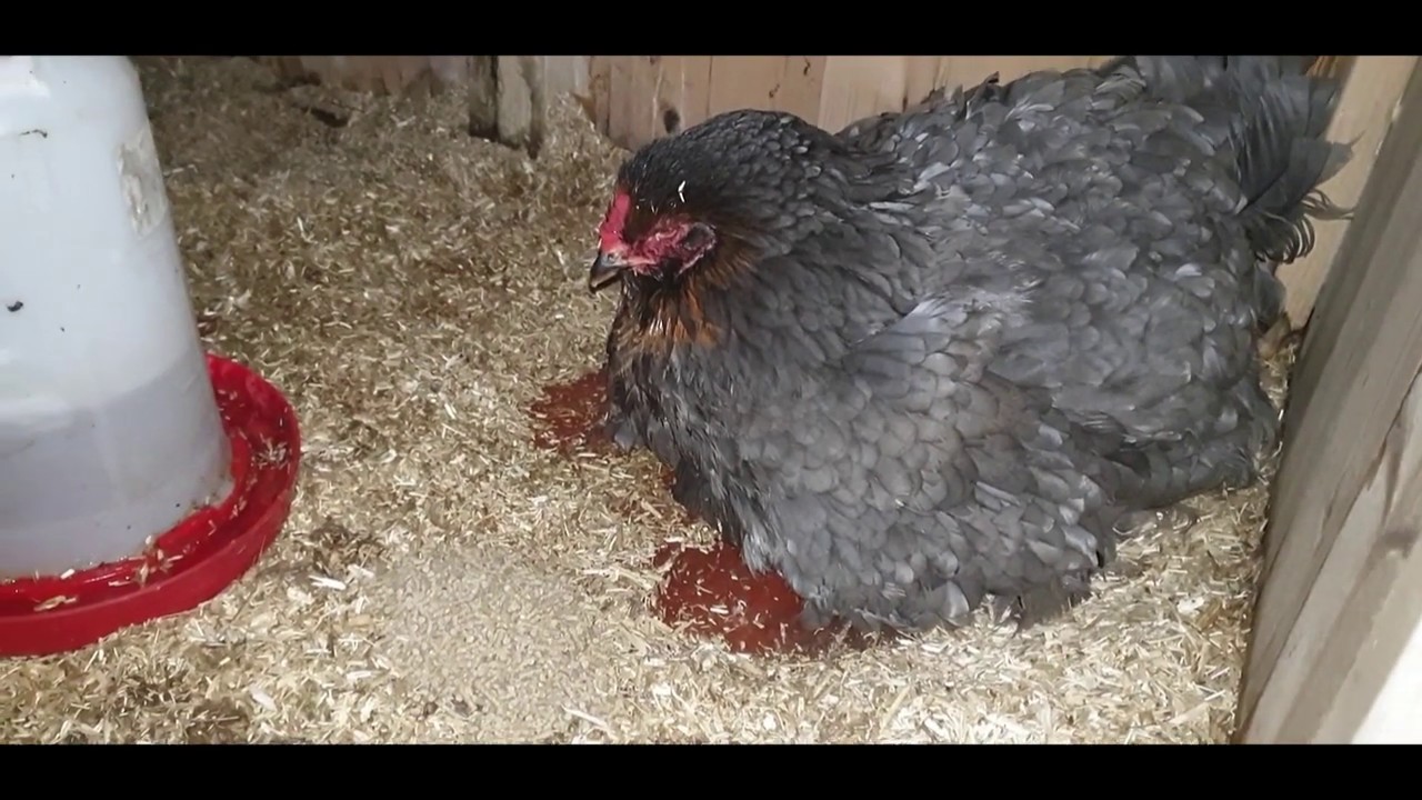 Broeden voor gevorderden gaat ook niet altijd over rozen... - YouTube