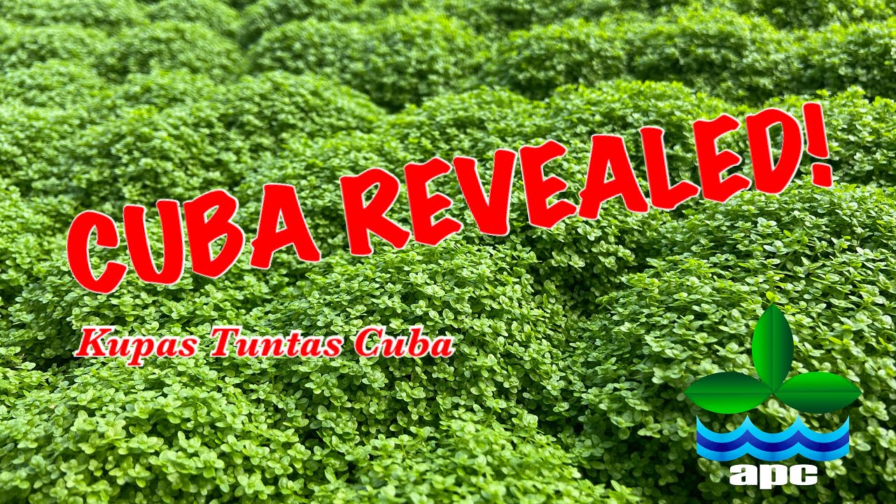 KUPAS TUNTAS “HC Cuba”- PLANT PROFILE - YouTube
