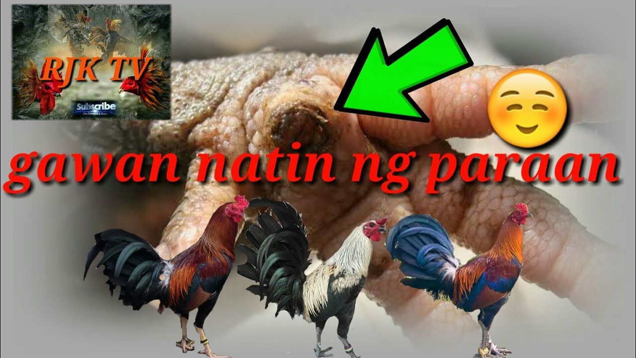 Bumble foot oh tibak ng manok anu dapat gawin - YouTube