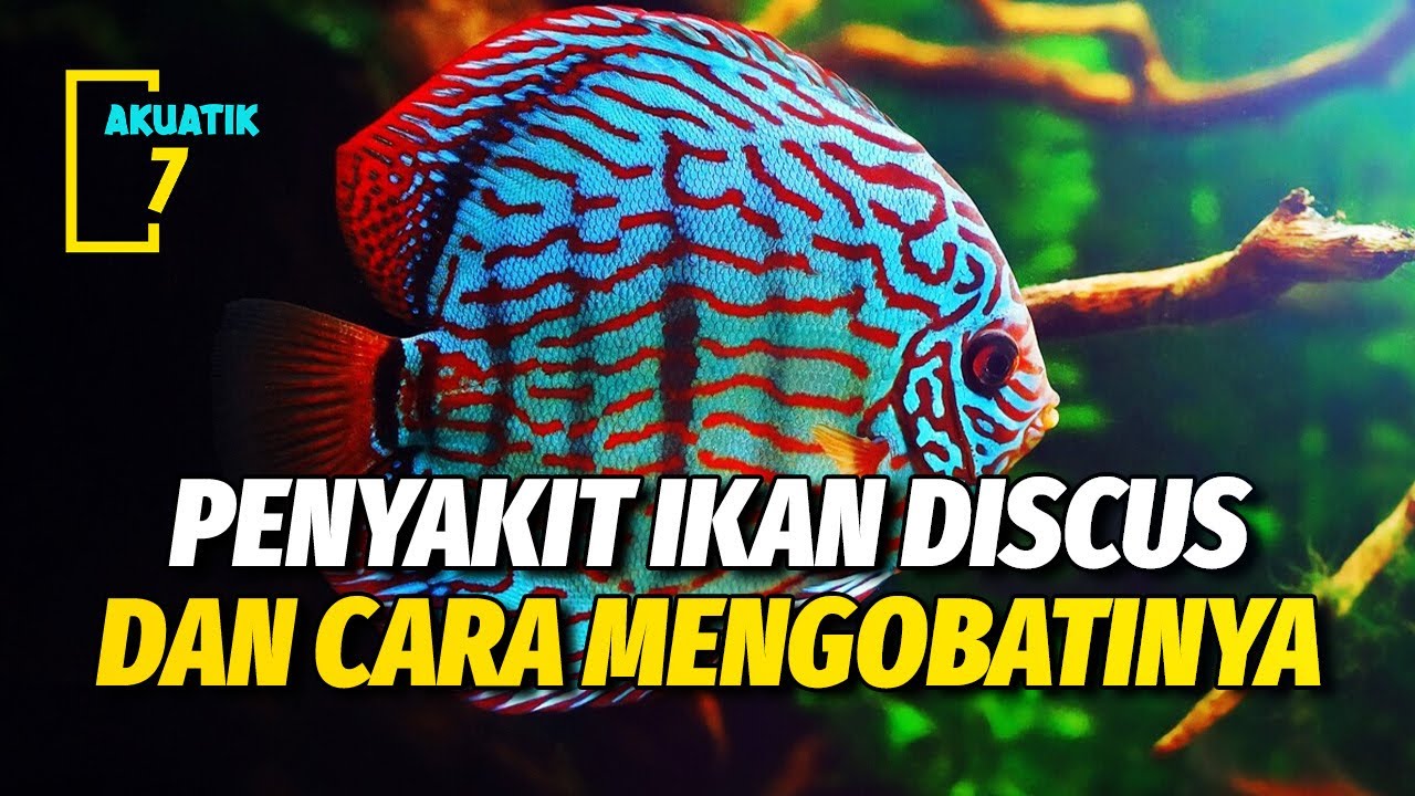 DAFTAR PENYAKIT IKAN DISCUS, GEJALA DAN PENGOBATANNYA | AKUATIK7 - YouTube
