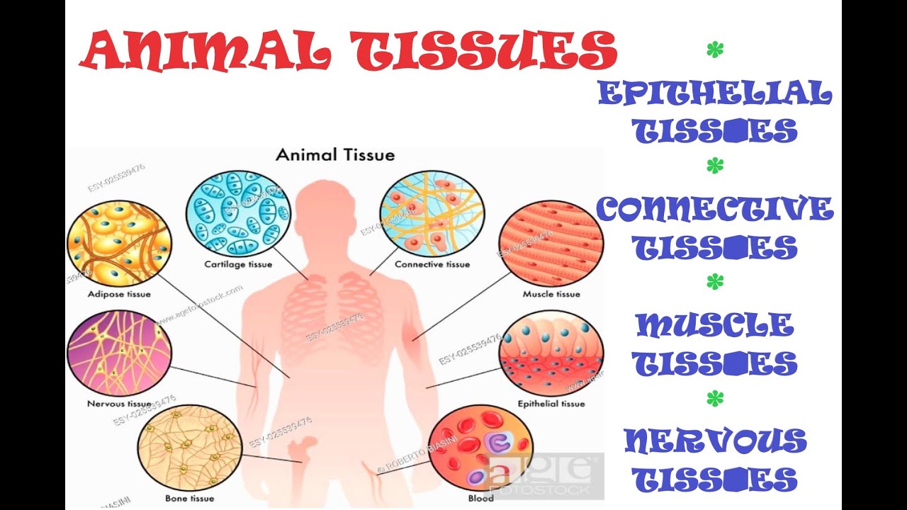 CHAPTER 04! CELLS AND TISSUES! “ANIMAL & PLANT TISSUES.” ANIMAL TISSUES ...