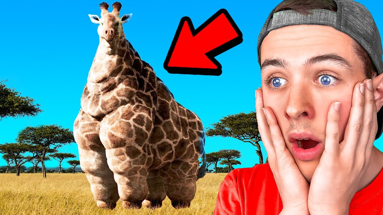 TOP 15 FATTEST WILD ANIMALS EVER SEEN! - YouTube