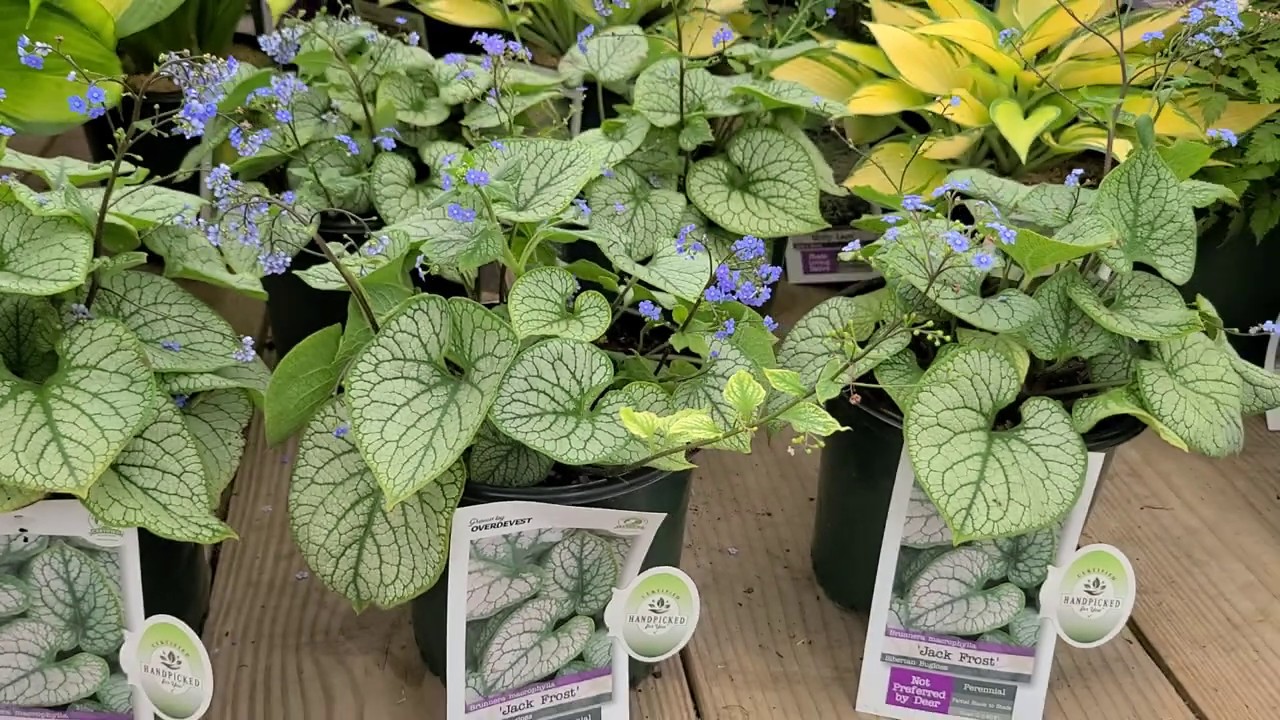 Brunnera Jack Frost Plant Focus: Brunnera Macrophylla 'Jack Frost'