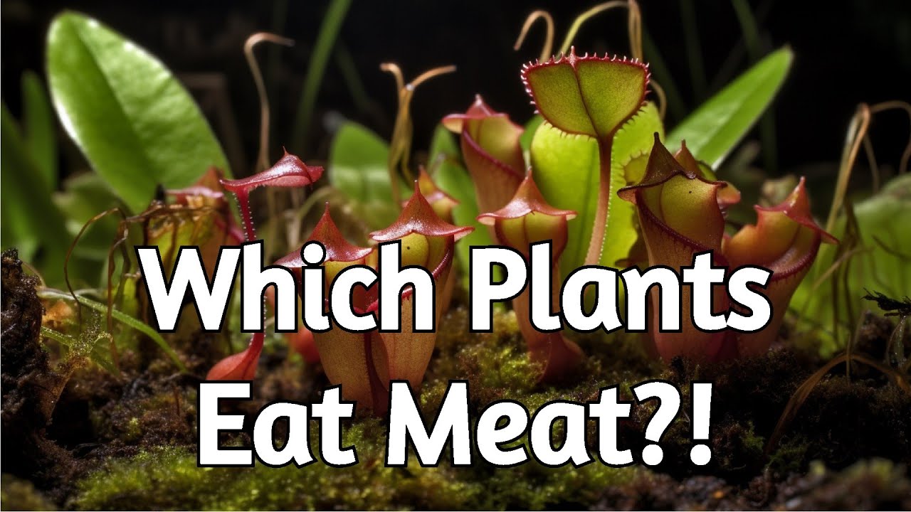 10 Plants That Eat Meat: Discovering Carnivorous Flora - YouTube