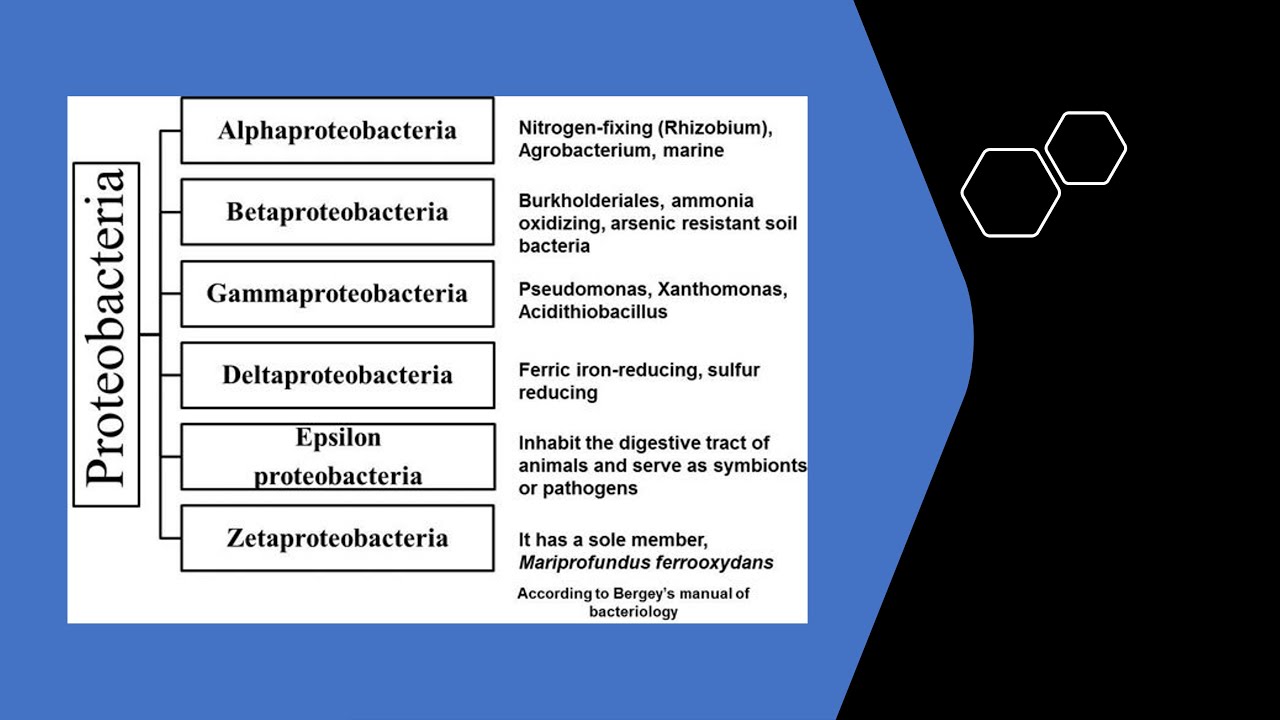 PROTEOBACTERIA- VOLUME 2 OF BERGEY'S MANUAL - YouTube