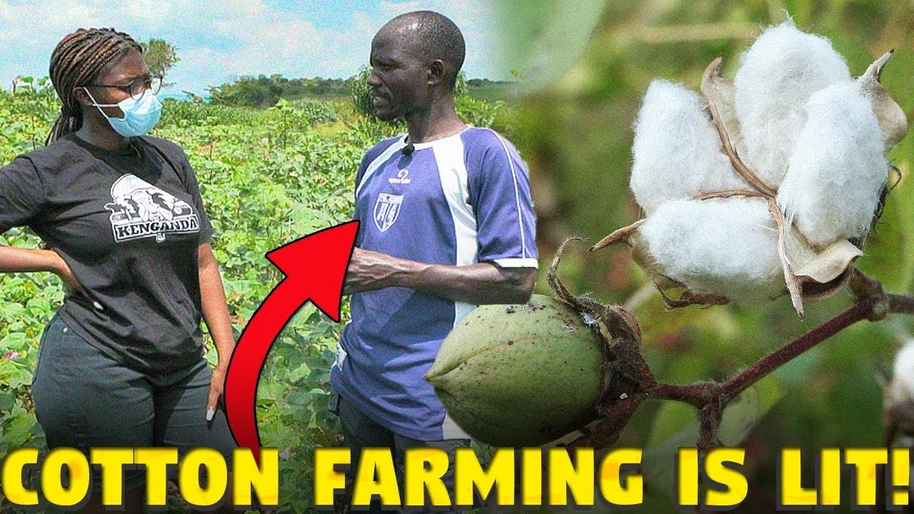 Why You NEED TO MOVE TO AFRICA...AND START FARMING COTTON!!!! (AAPA ...