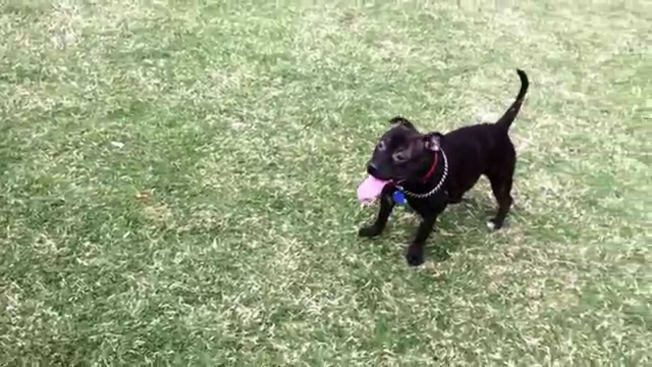 Schooner the Staffy: Dog off the Leash - YouTube