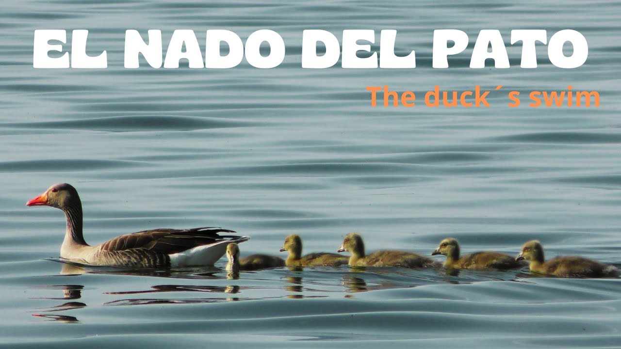 El NADO DEL PATO -(y de Toddy) Nos adentramos en los parajes naturales ...