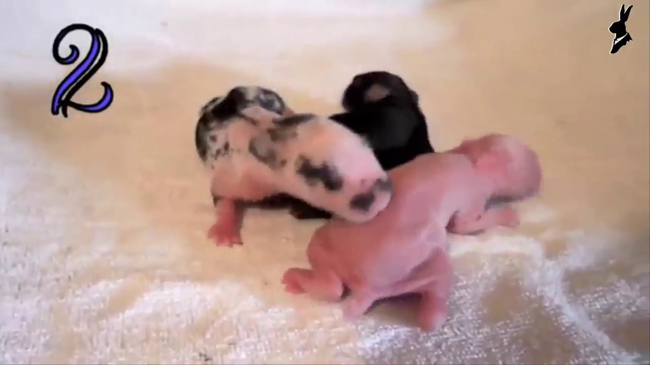 Watch baby bunnies grow up!! newborn to 35 days - YouTube