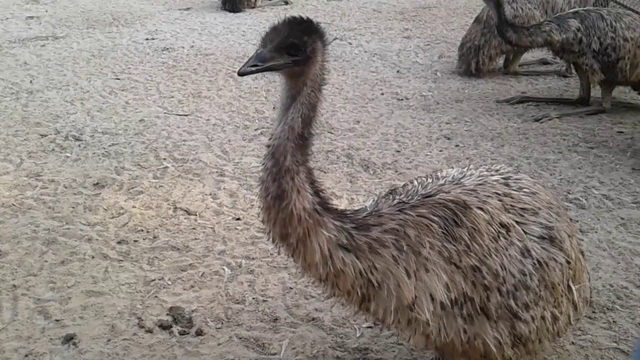 Ostrich Bird | উট পাখি | ইমু পাখি - YouTube
