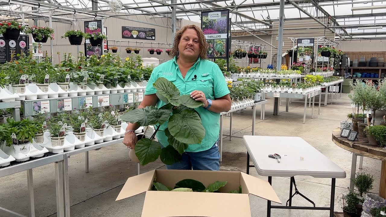 Unboxing the Leaf Joy Houseplants - YouTube