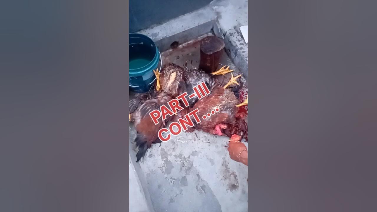 Murga raja aaj jugh gaya #nature #motivation #dilouge #shortvideo 😝😝😝 - YouTube