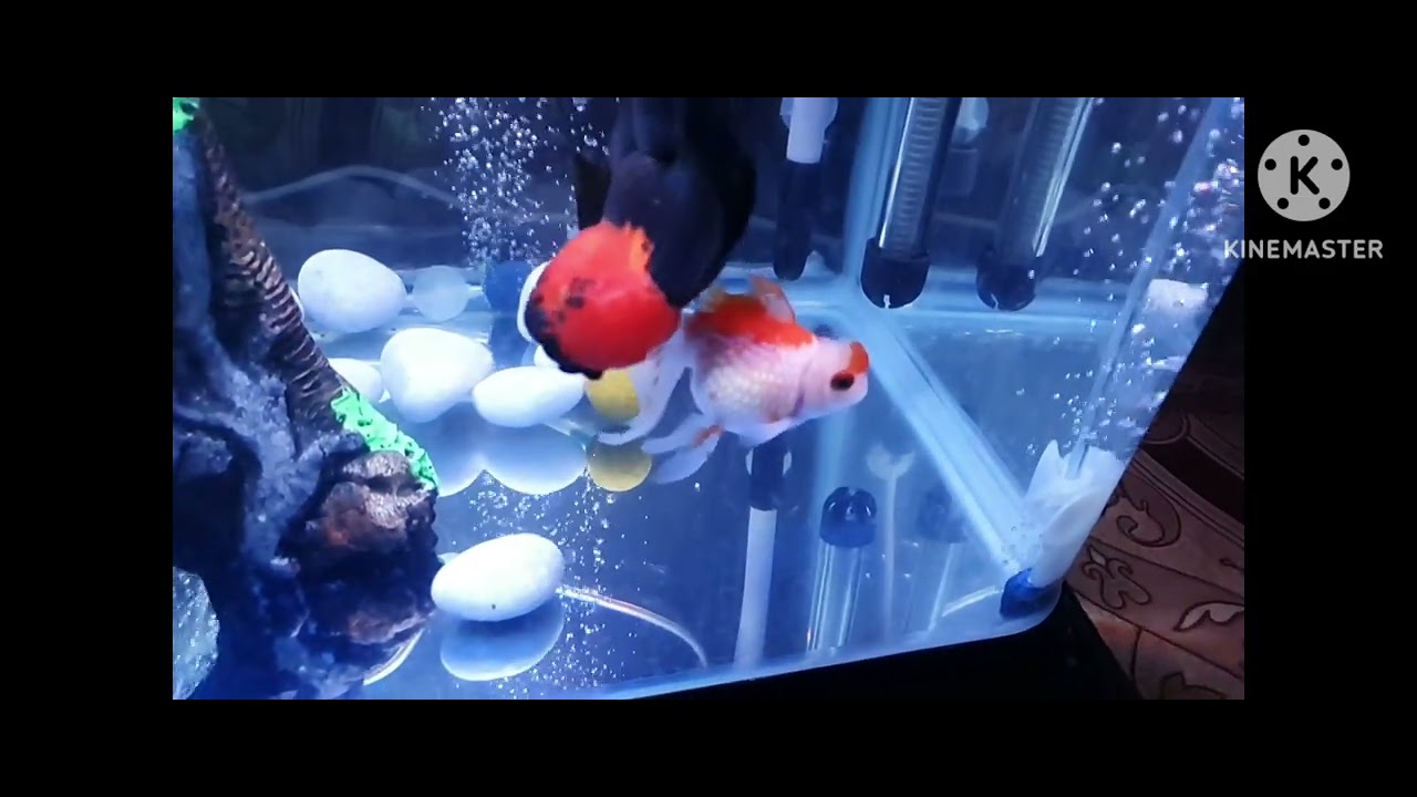 Rose Tail Lion Head Apache Oranda Goldfish Playing - YouTube