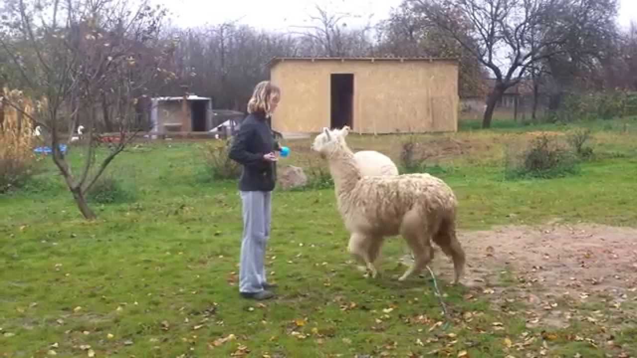 Alpaca training Day 6 - YouTube