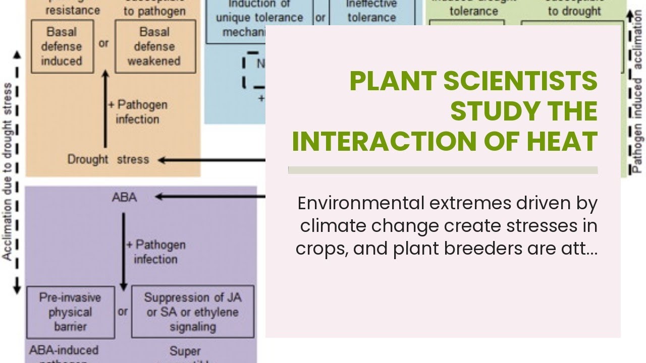 Plant scientists study the interaction of heat stress responses in corn ...