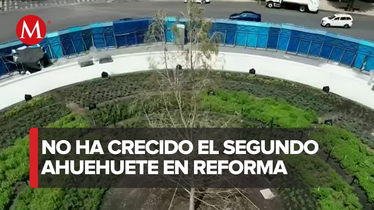 Problemas en el crecimiento del ahuehuete en la Glorieta de los ...