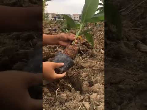 Did you know Bananas are grown by Tissue Culture? 10 seconds to learn how a banana grows #short