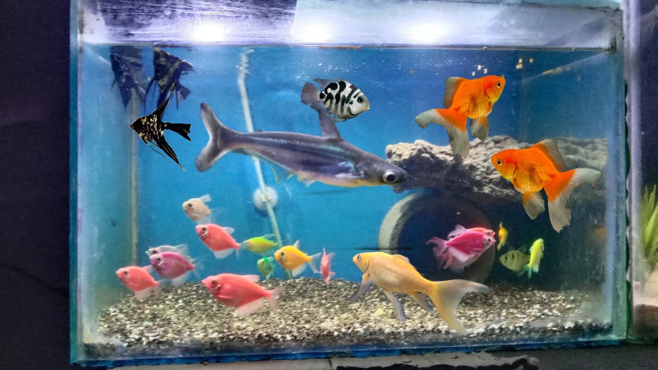 fish tank new baby blue fish koi gold colour vido tiger Shark fish ...