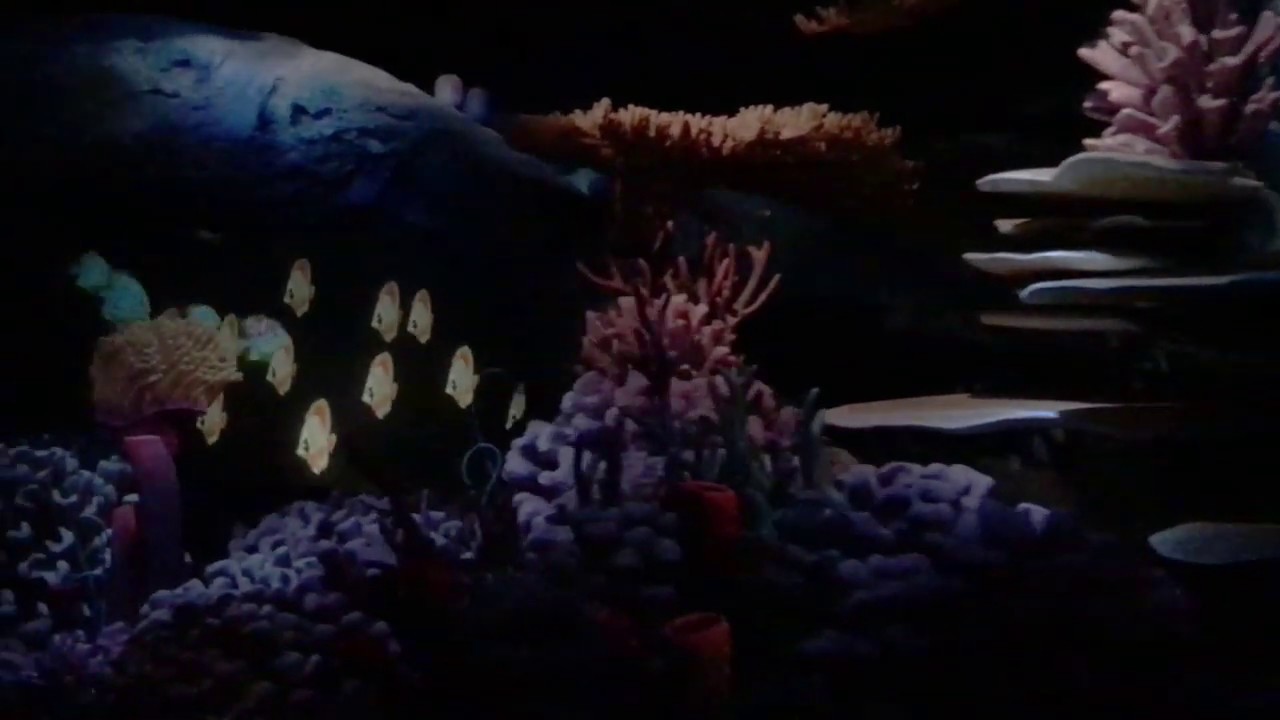 Finding Nemo Show - Disney World - YouTube