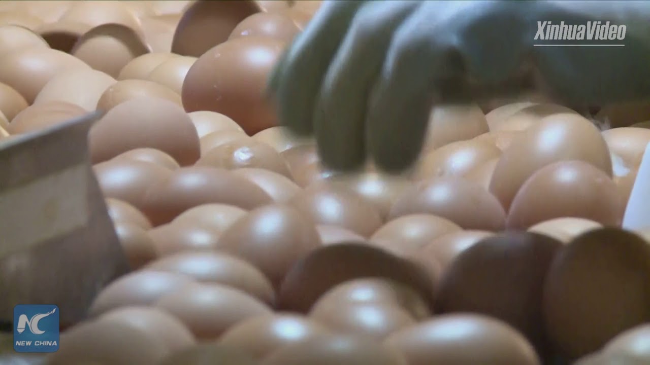 14,400t of eggs! Sneak peek of smart chicken farm built in China's ...