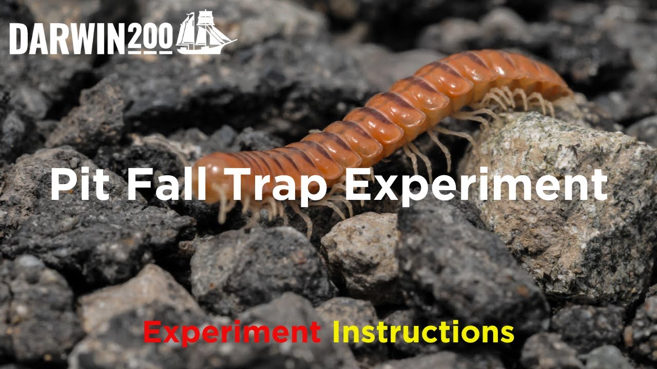 Pit Fall Trap Experiment (Segment from World's Most Exciting Classroom ...