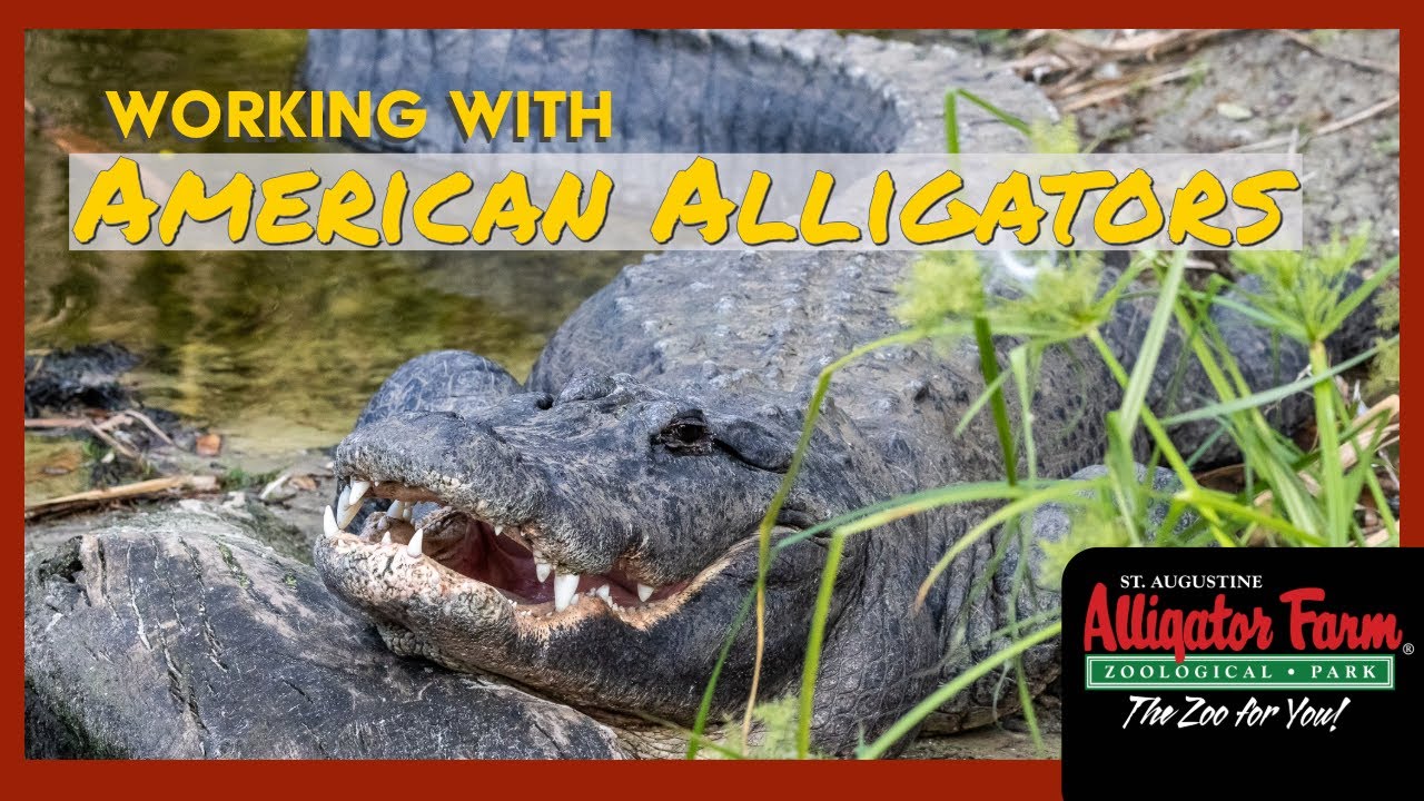 American Alligators - Dangerous and Smart - Zoo in St Augustine ...