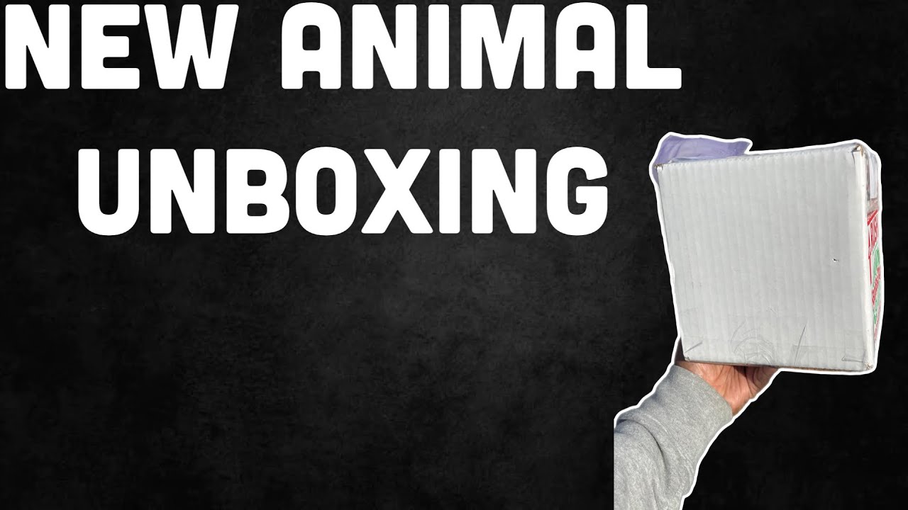 NEW ANIMAL UNBOXING!!! - YouTube