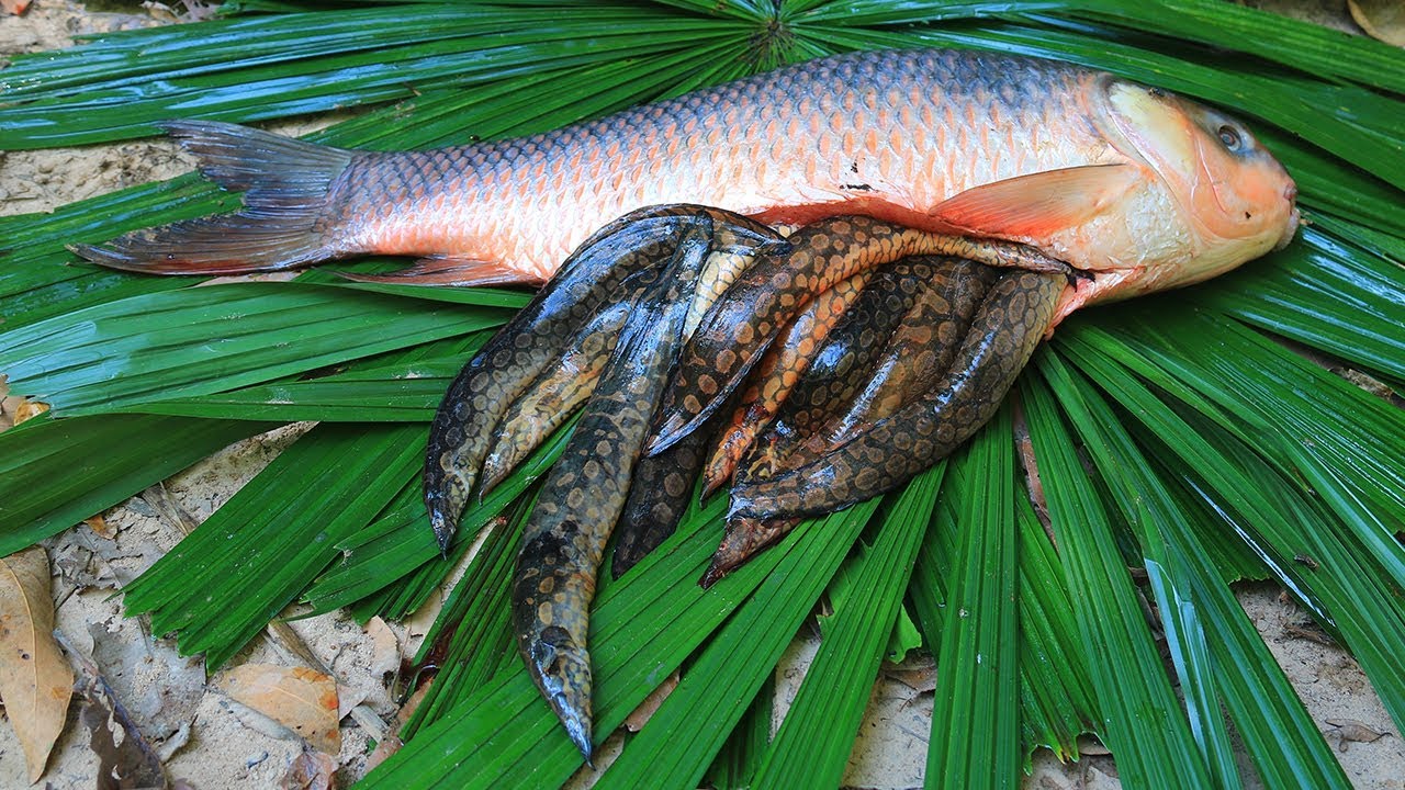 Wow! Frecklefin Eels in Big Fish Stomach (Real 100%) - Cooking ...