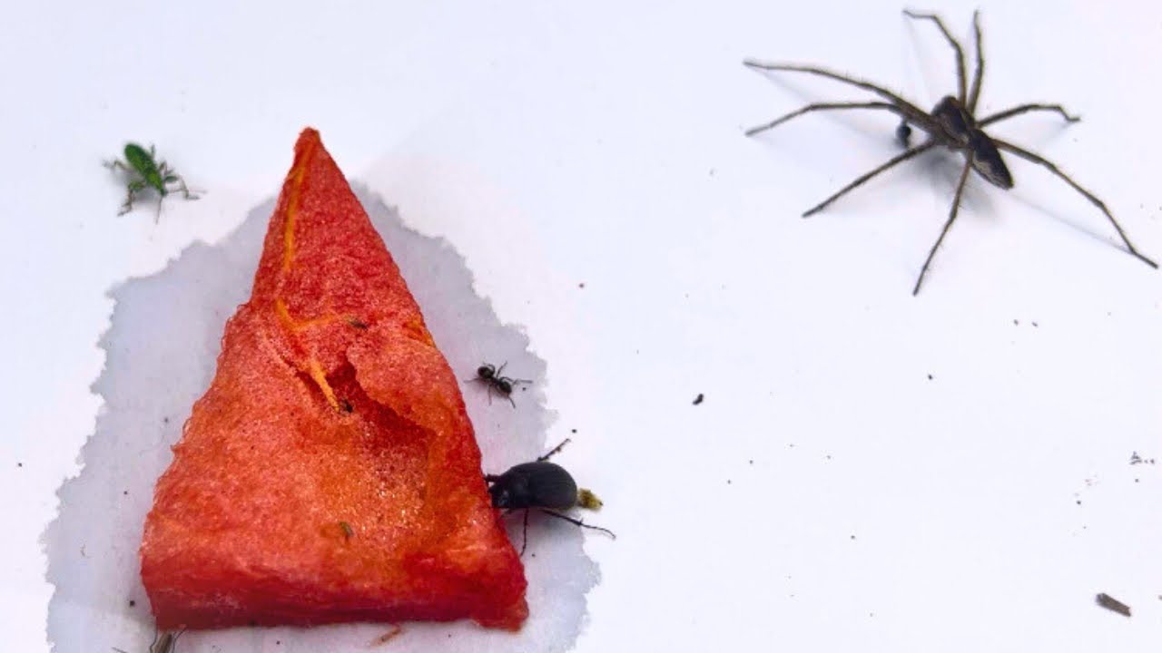 Watermelon timelapse / Ants, spiders, insects timelapse - YouTube