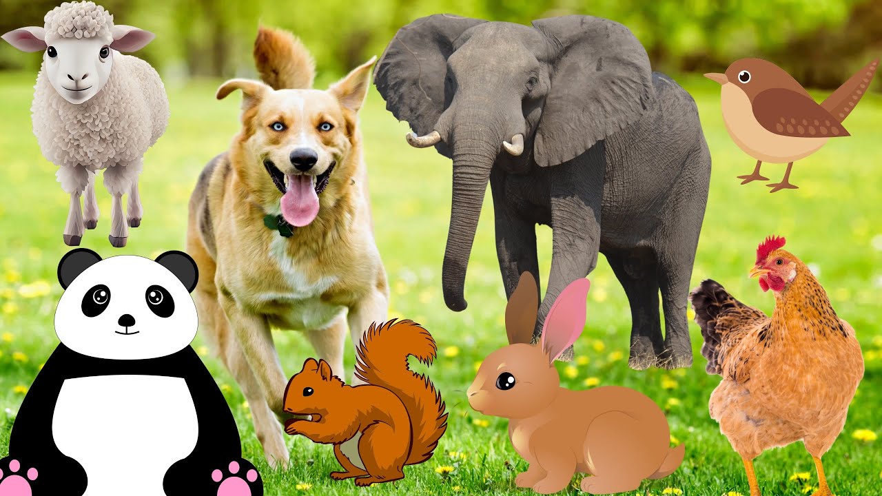 Animal sounds: Lion, Tiger, elephant, cow, cat, rabbit, snake, Horse ...