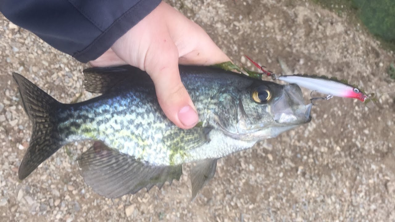 Fishing for Spawning Black Crappie - YouTube