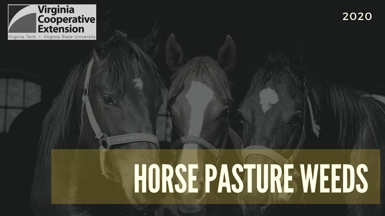 An Introduction to Horse Pasture Weeds In Virginia's Northern Piedmont ...