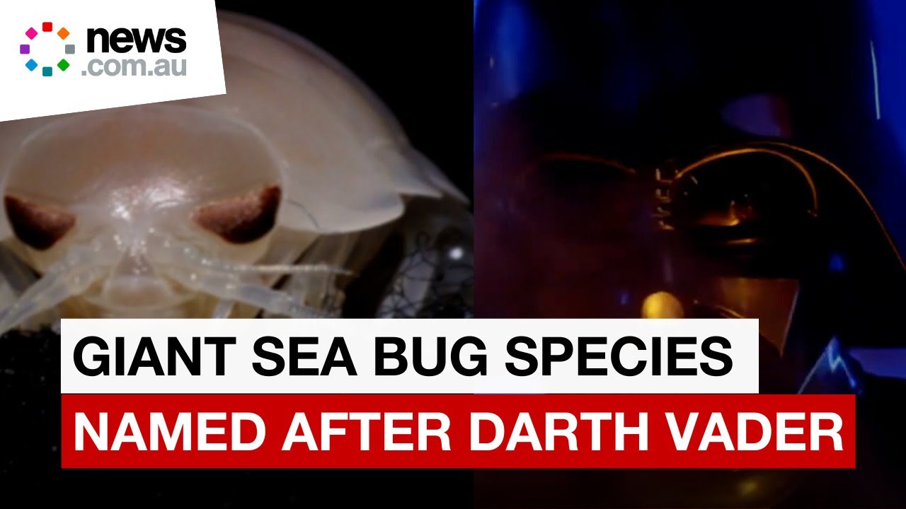 New giant sea bug species named after Darth Vader - YouTube