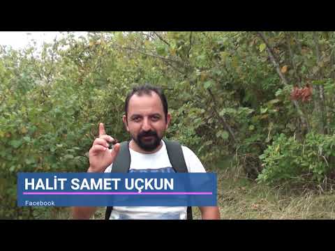 Ganzilis Yöntemi İle Yerden Para Nasıl Toplanır ?