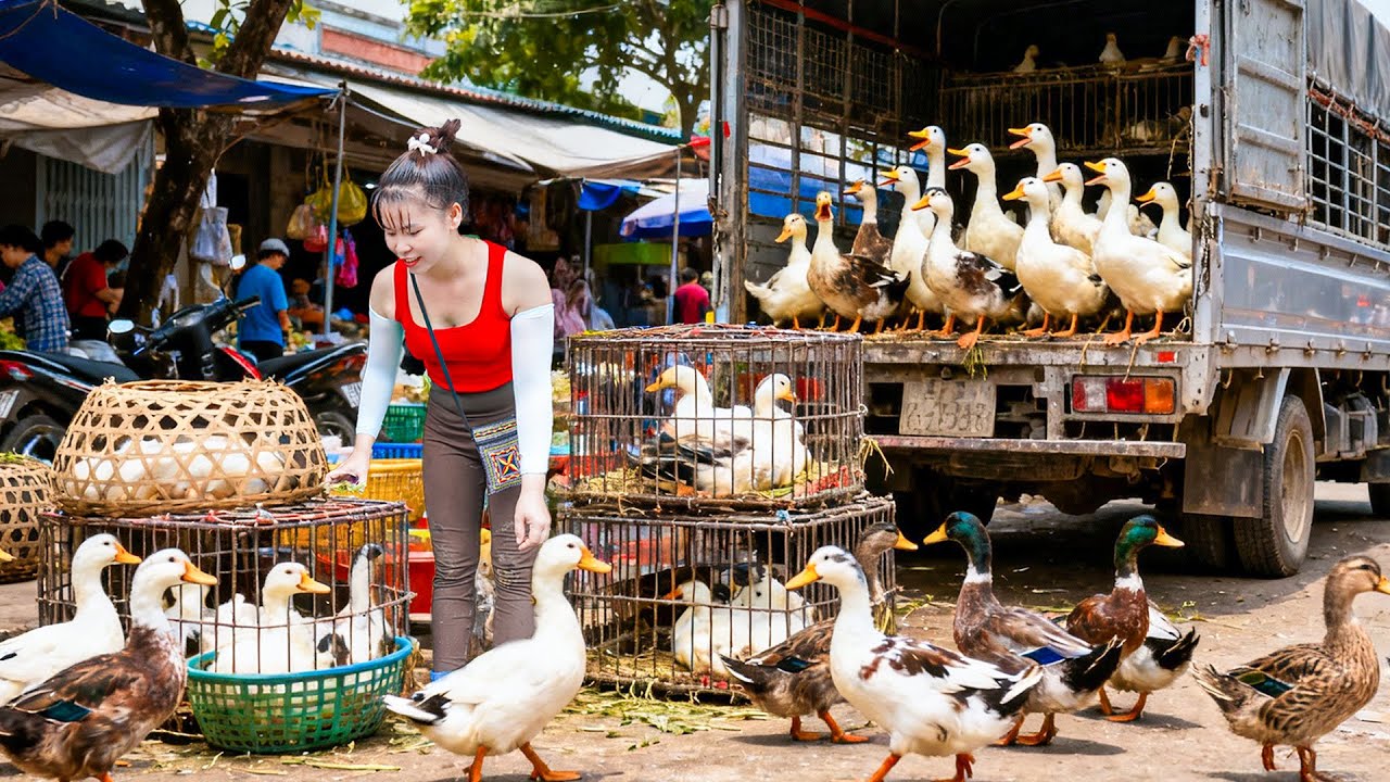 Buying 5000+ KG of Ducks from Female Farmers Go to Market Sell ...